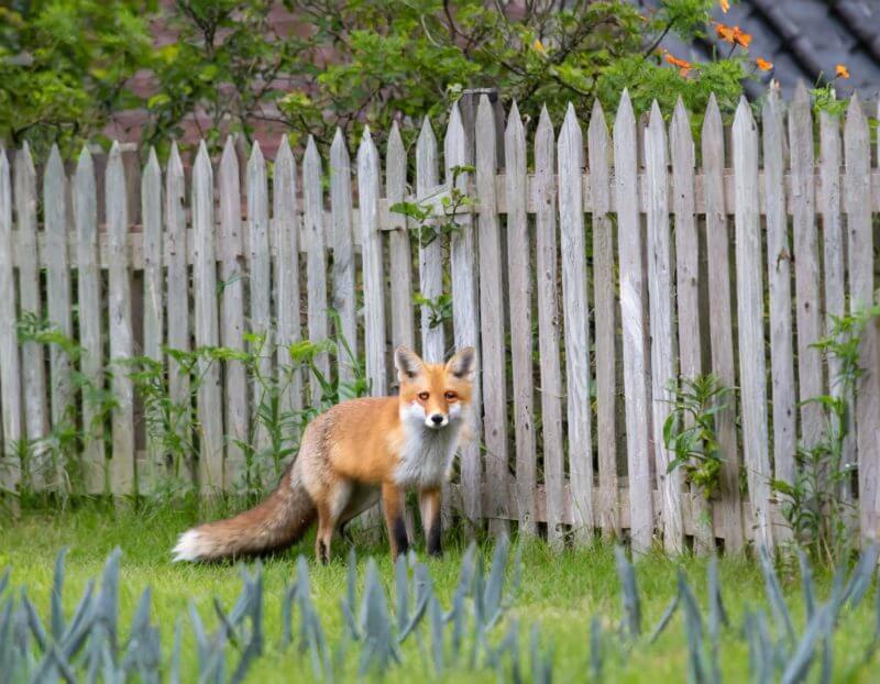 Fuchszaun: Welcher Zaun gegen Füchse? - Adéquat