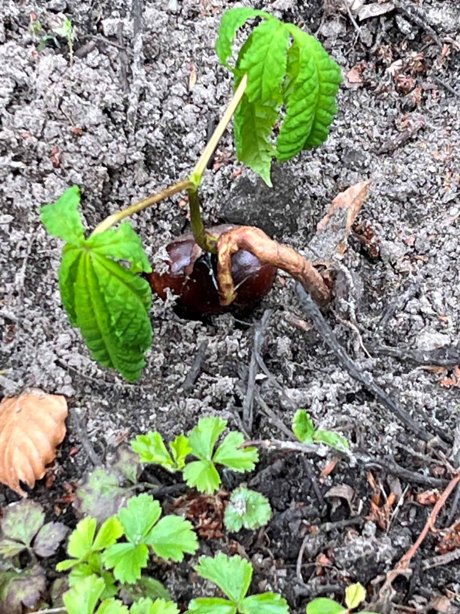 Kastanje-bonsai - Adéquat